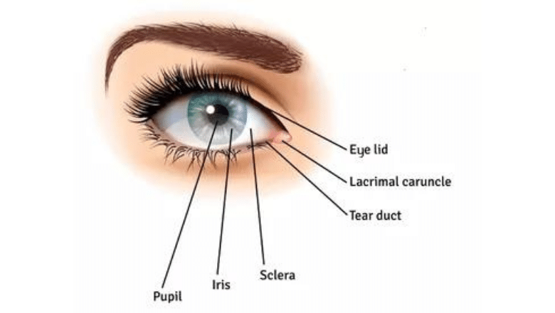Understanding Eyelid Anatomy | Centre for Surgery